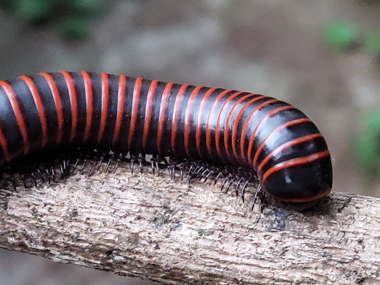 山上的千足虫 - 摄友沙龙 数码之家